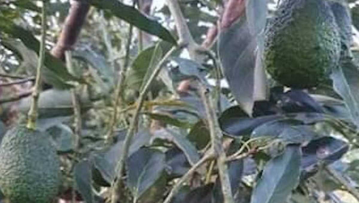 Export of Filipino avocados to South Korea began | Agrifish | POST ...