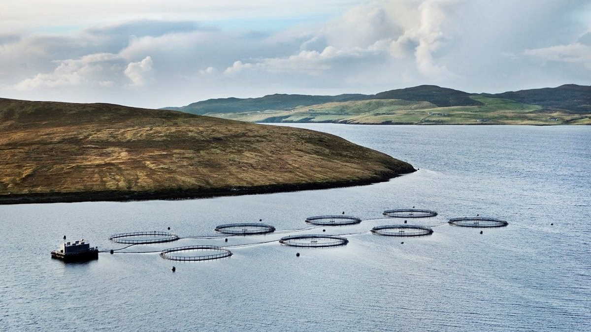 Grieg Seafood harvesting first generation of salmon in Newfoundland ...