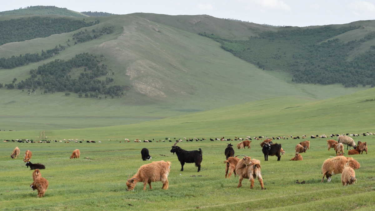 Vaccination against foot and mouth disease underway in Mongolia ...