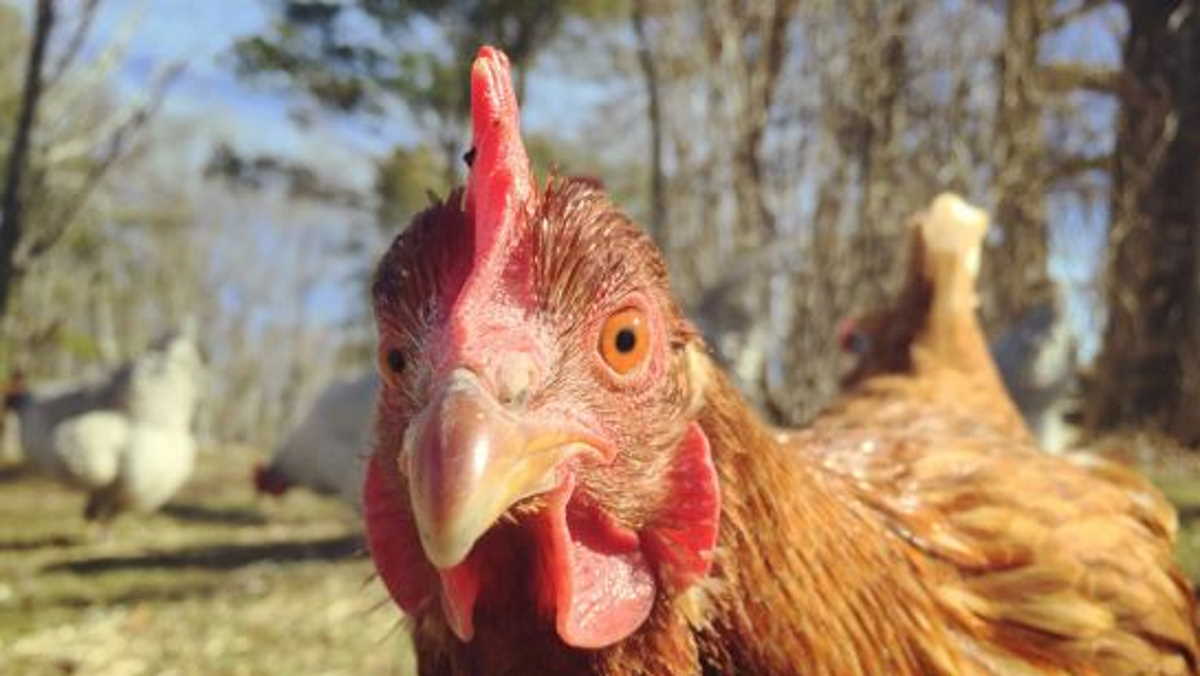 Mozambique orders culling of 45,000 chickens with bird flu | Agrifish ...