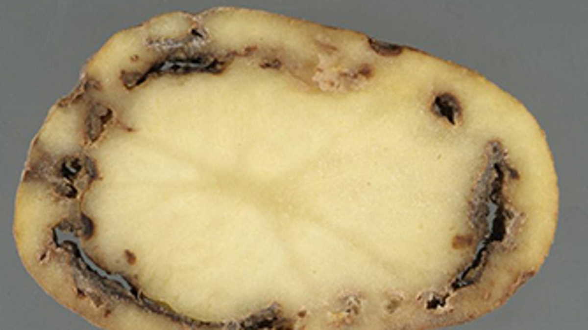 Russia: Bacterial ring rot detected in batches of ware potatoes in ...