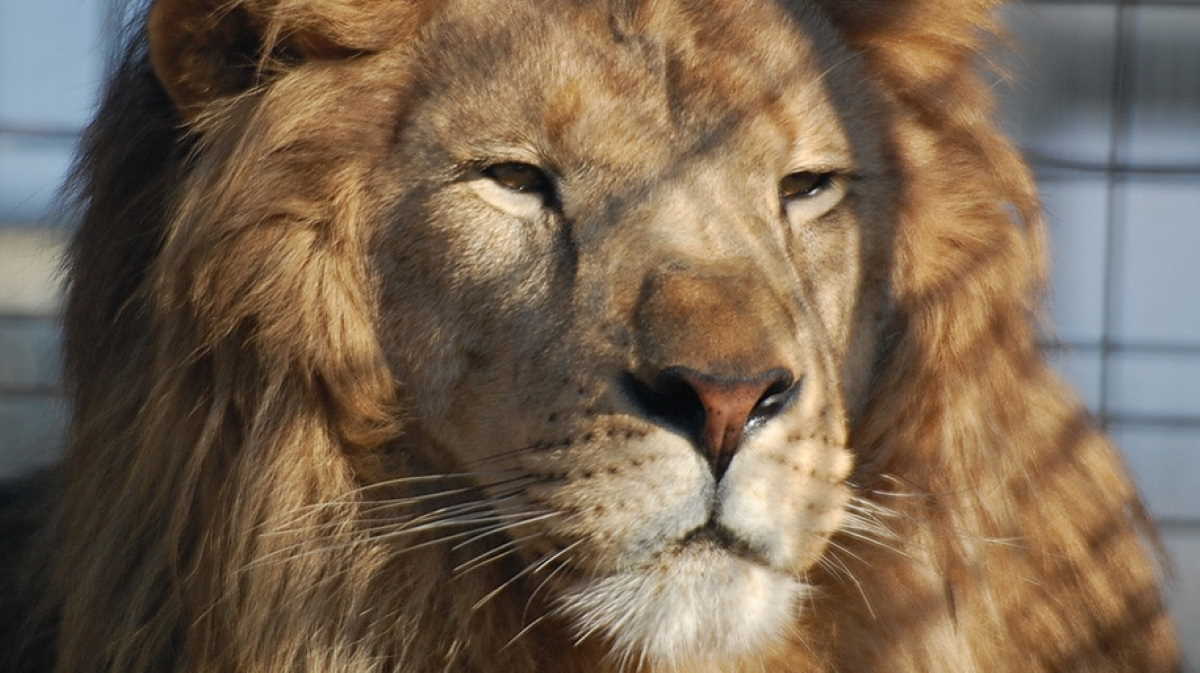 Lions and tigers in Texas! You bet Tiger Creek Wildlife Refuge has them ...
