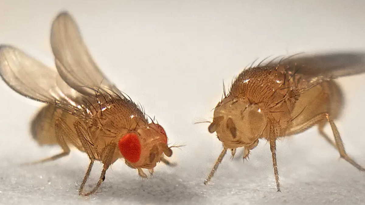 Hi-tech traps on trial in New Zealand's fruit fly surveillance ...