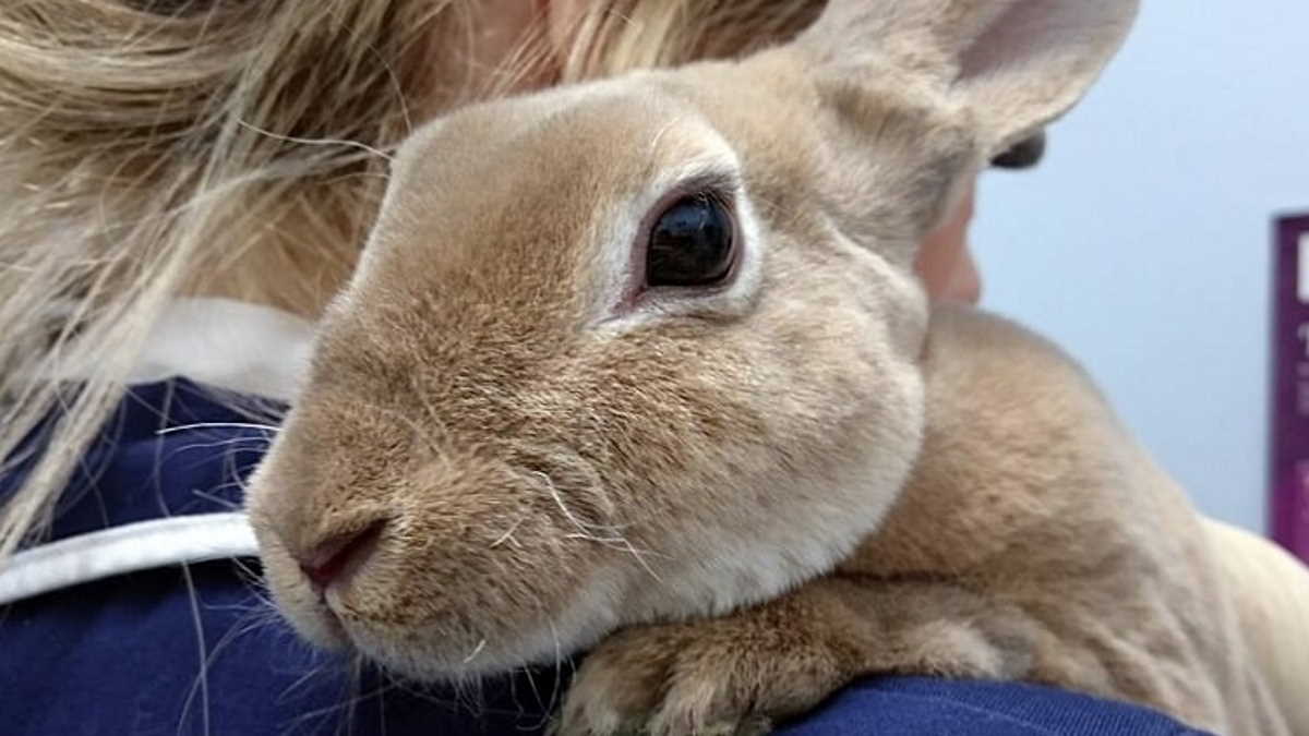 Rabbit Hemorrhagic Disease confirmed in parts of South Africa ...