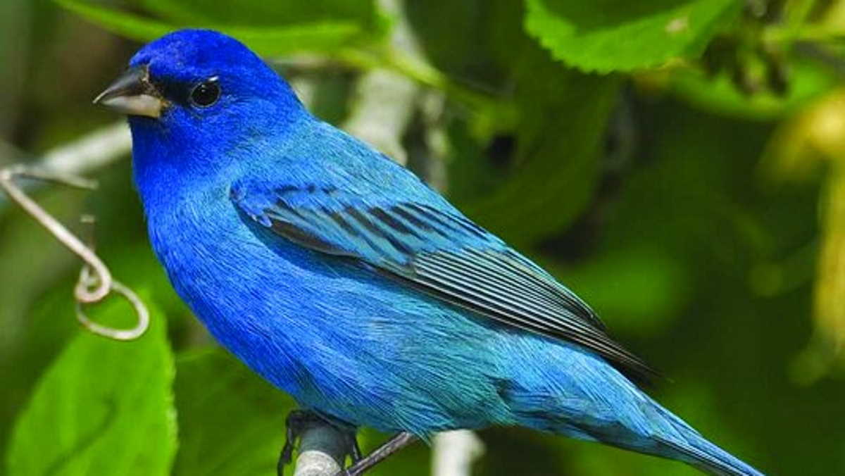 Birds lovers from all around are coming to Rio Grande Valley Birding ...