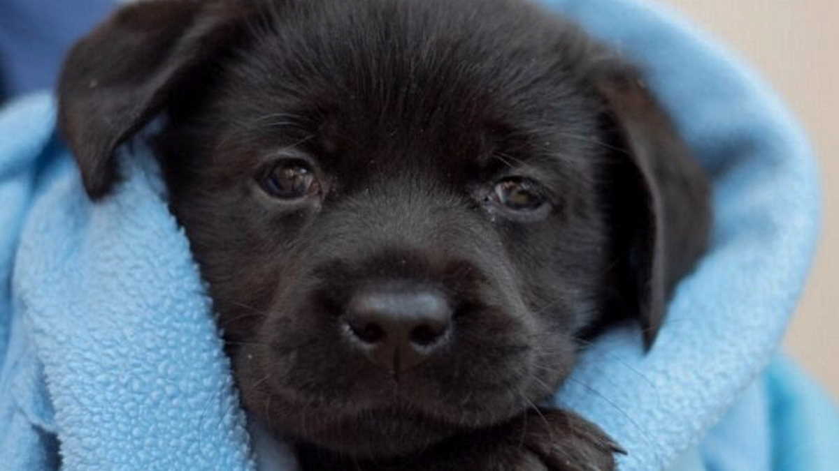 Moscow Veterinary Academy celebrates birthday of Russia’s first puppy ...
