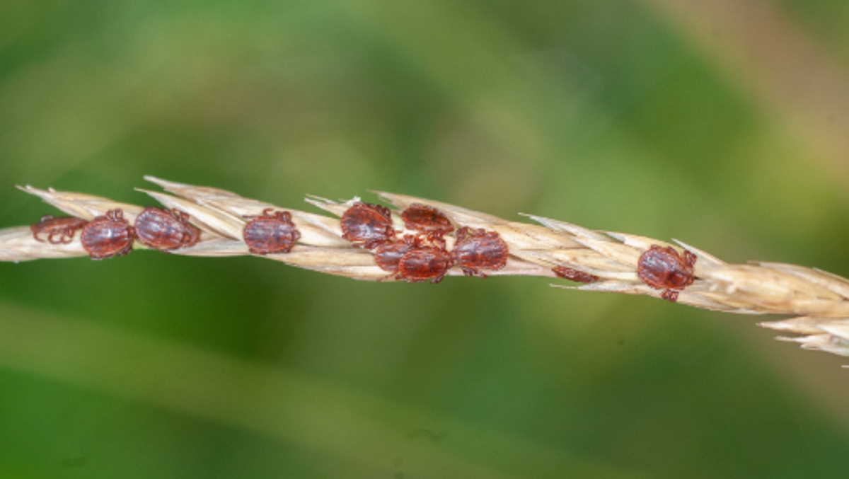 An exotic tick that can kill cattle spreading across Ohio | Agrifish ...