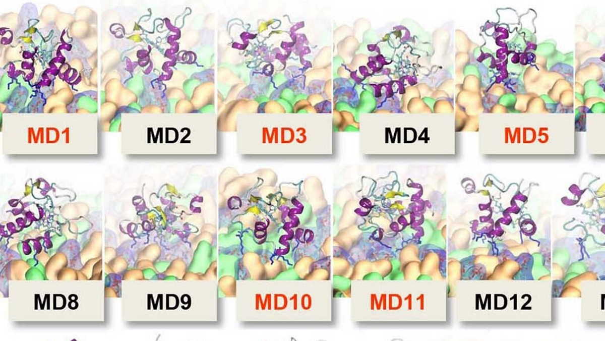 Research discovers potential new target and drug candidate for Barth ...