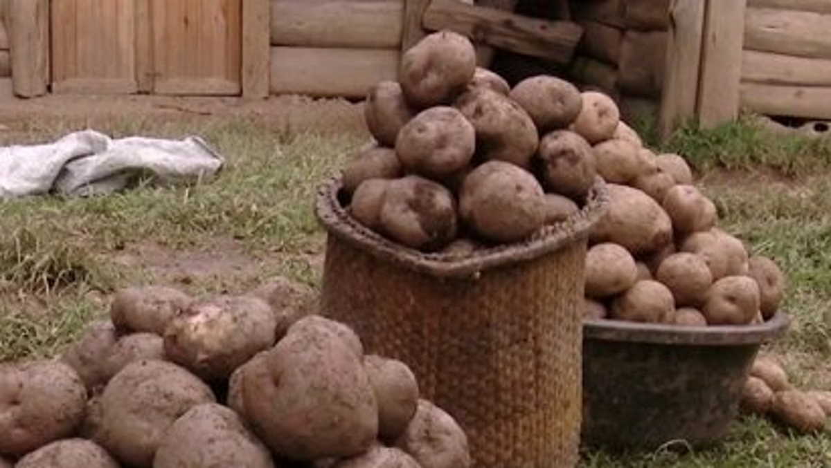 Ireland: Potato harvest worst in recent memory | Agrifish | POST Online ...