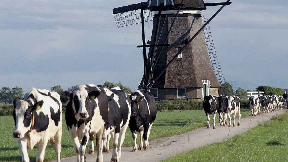 Dutch cattle herd size barely changed in 2022 | Agrifish | POST Online ...