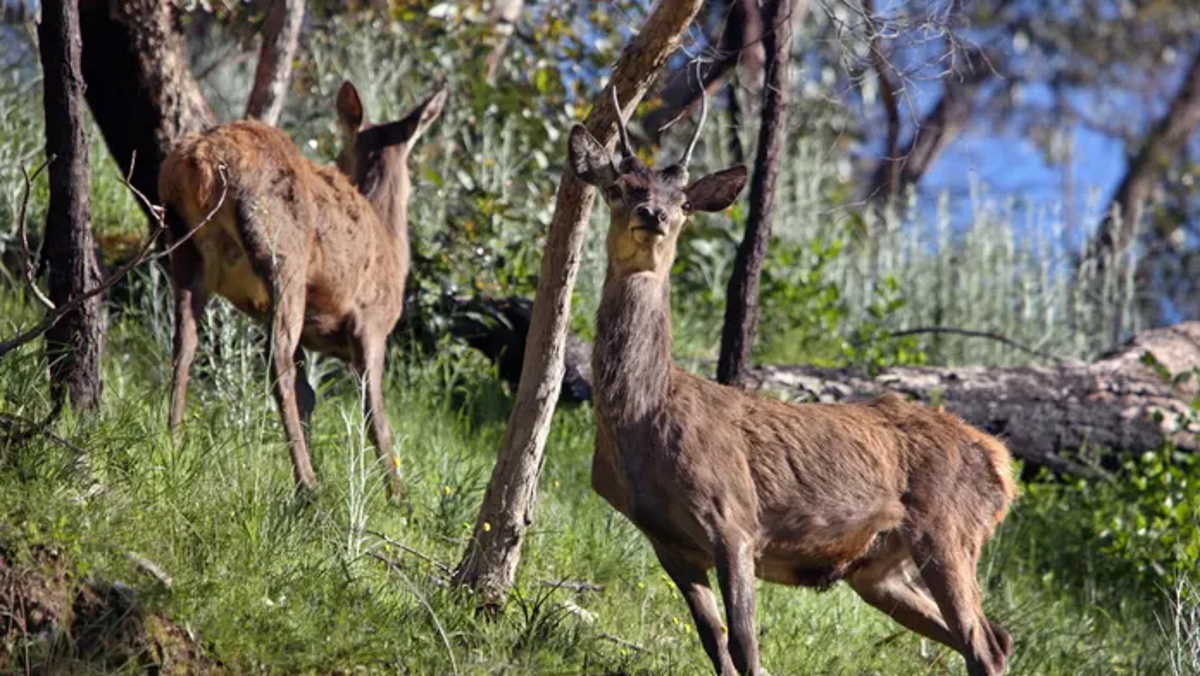 Australia releases new plan to stop spread of invasive deer | Agrifish ...