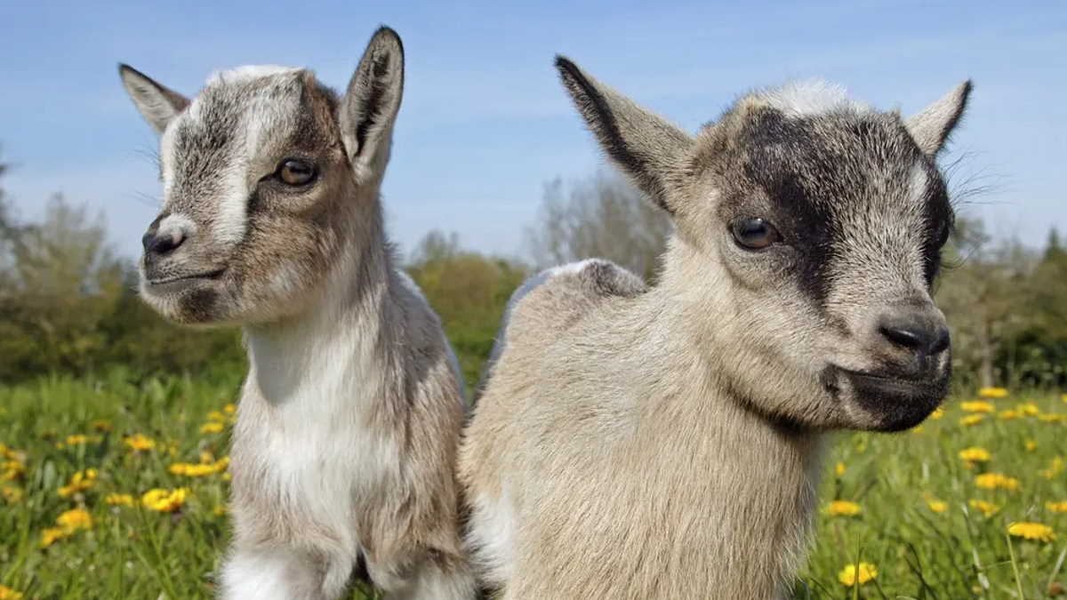 New Zealand's truck driver fined for mistreating goats | Agrifish ...