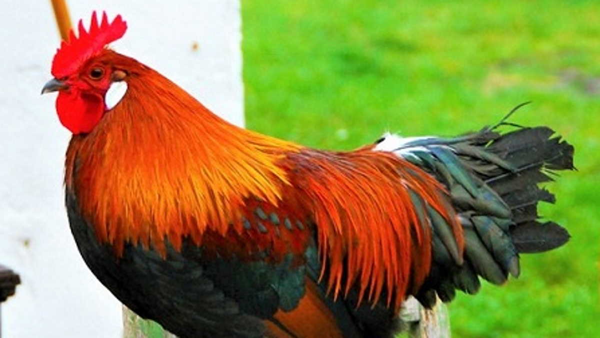 Denmark raises bird flu risk level to high | Agrifish | POST Online Media