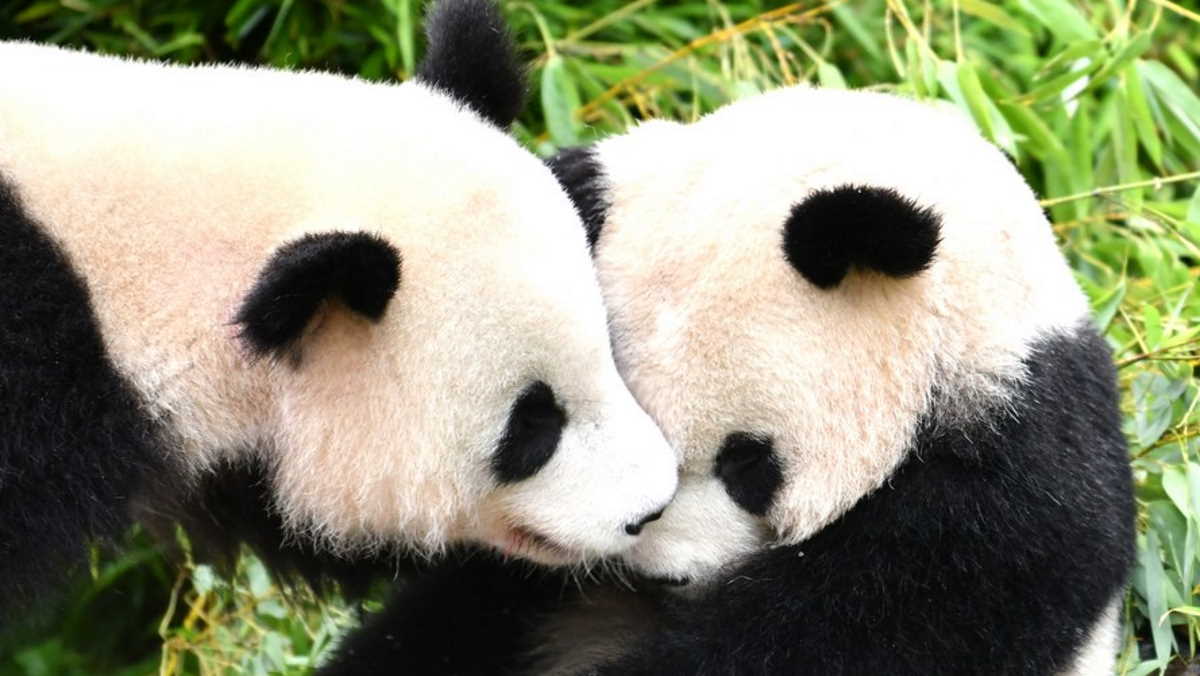 First twin pandas born in Germany head to China | News | POST Online Media
