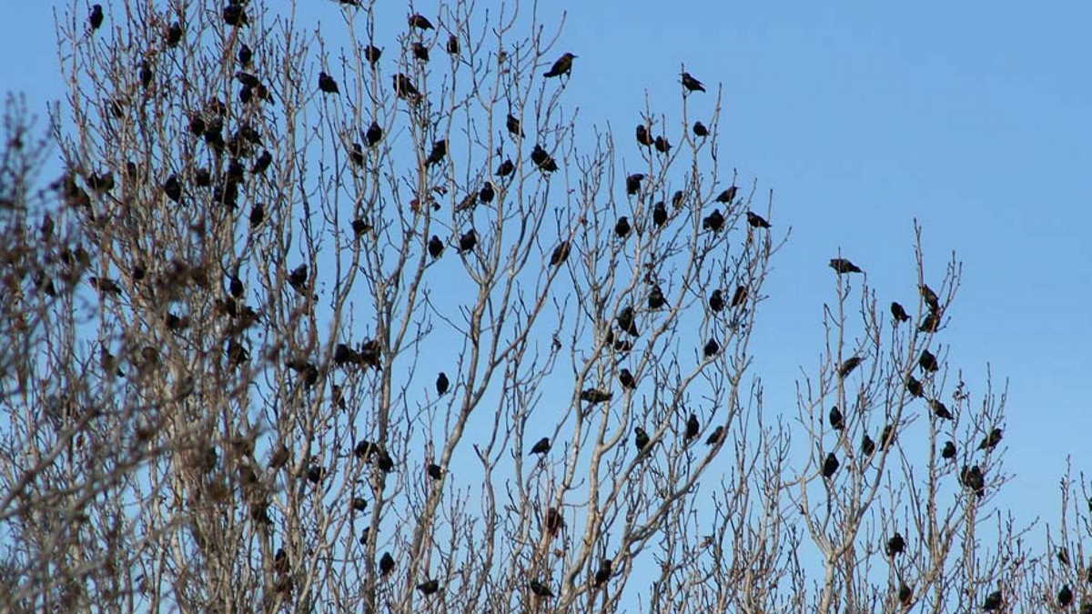 Rochester, N.Y., USDA Wildlife Services to disperse winter crows | News ...