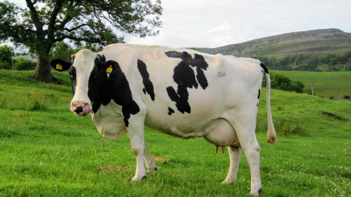 Applications open for new Â£4 million fund to support smaller abattoirs ...