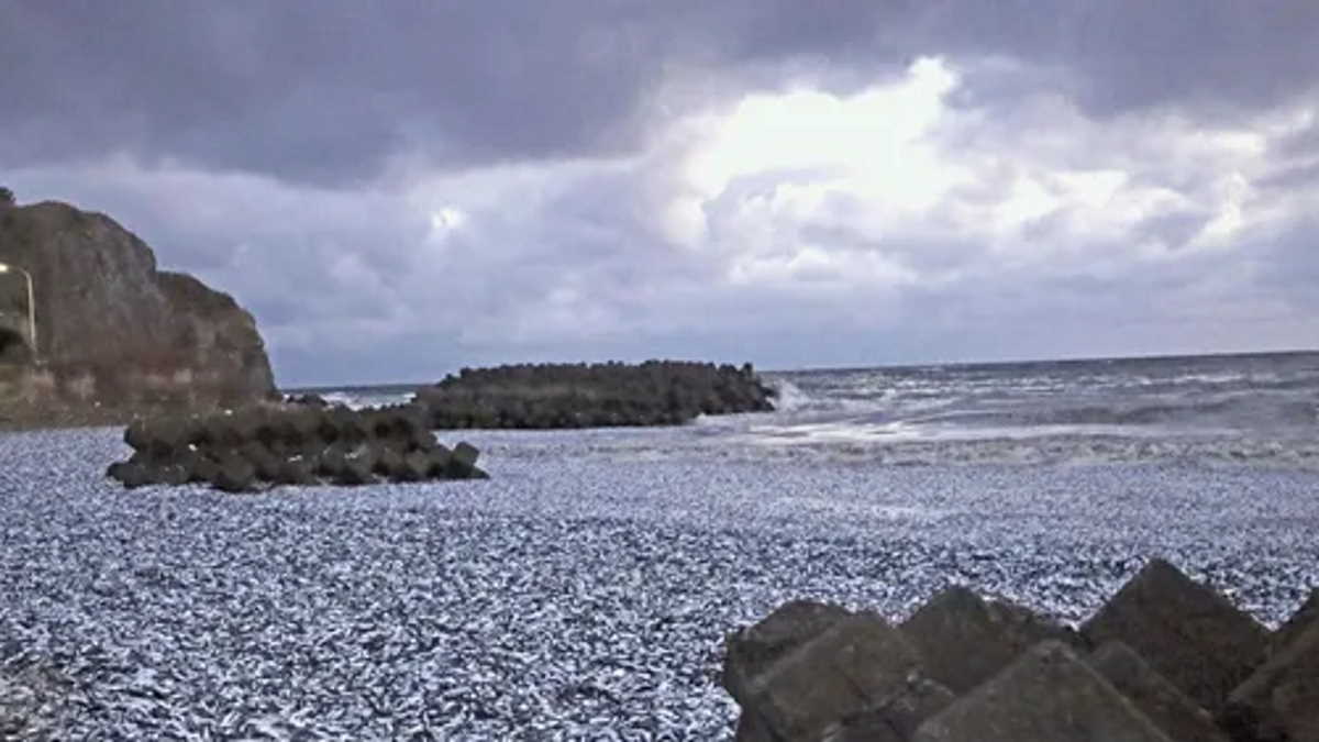 Hundreds of tons of dead fish washed up on beach in northern Japan ...
