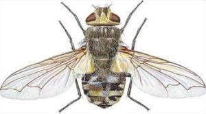 Insect Control - Cardiff 02920 552243 - Affordable, Fast Response!!