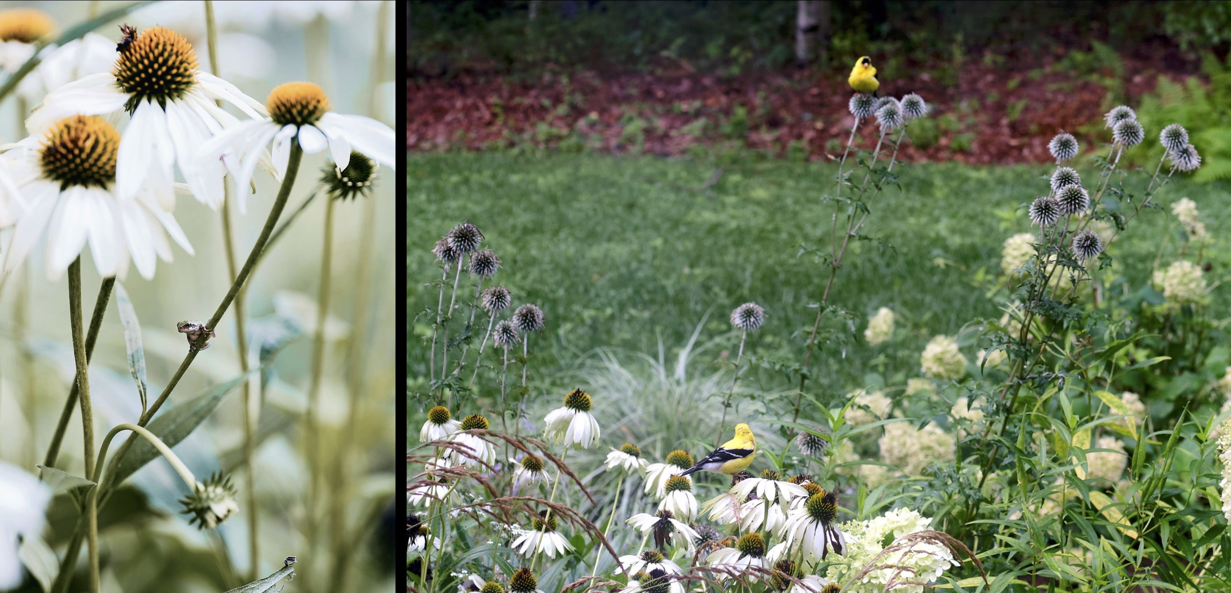 Non-Native Plants Aren’t Necessarily Ecologically Harmful