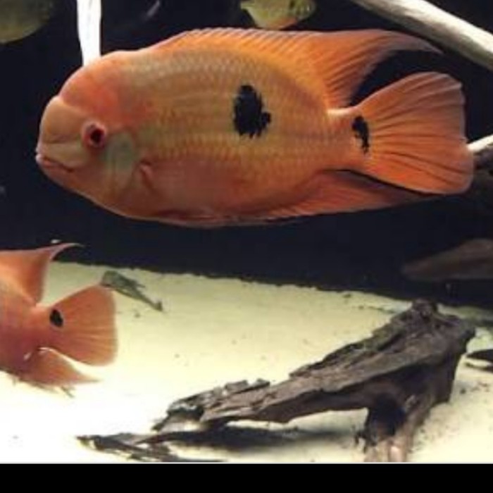 Jual Emerald Chocolate Cichlid Hypselecara Temporalis American di ...