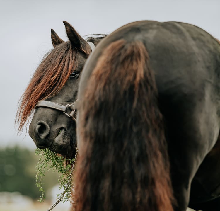 Velkommen til hestenes egen side hos VESO Apotek