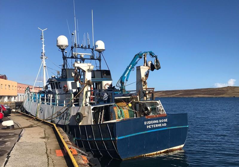 BUDDING ROSE - Vesseljoin