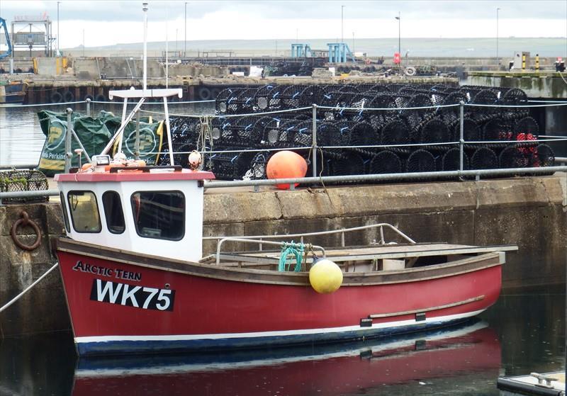 ARCTIC TERN - Vesseljoin