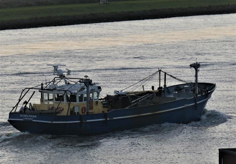 SCHELPDIER - Vesseljoin