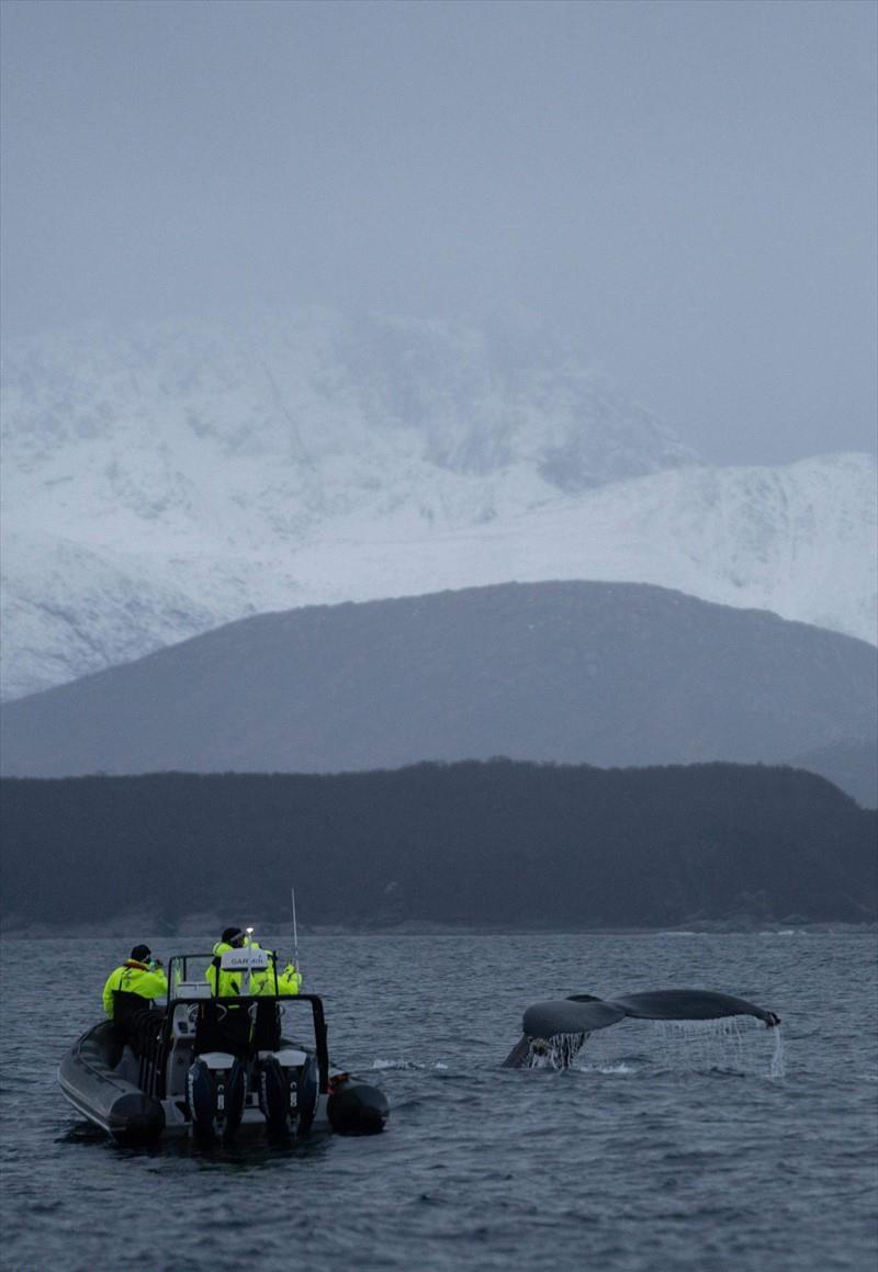 STINGRAY - Vesseljoin