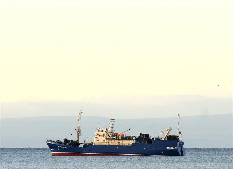 MARIGOLDS - Vesseljoin