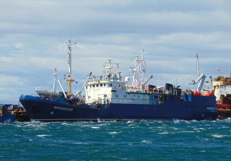 MARIGOLDS - Vesseljoin