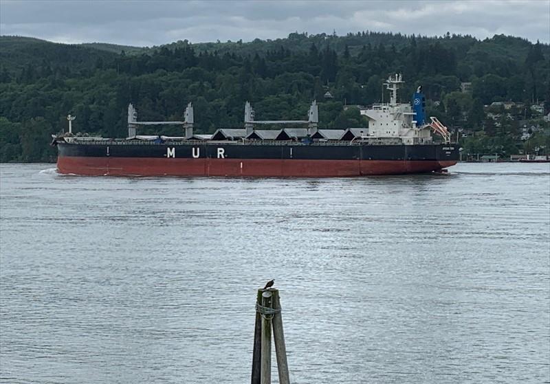 AFRICAN TERN - Vesseljoin