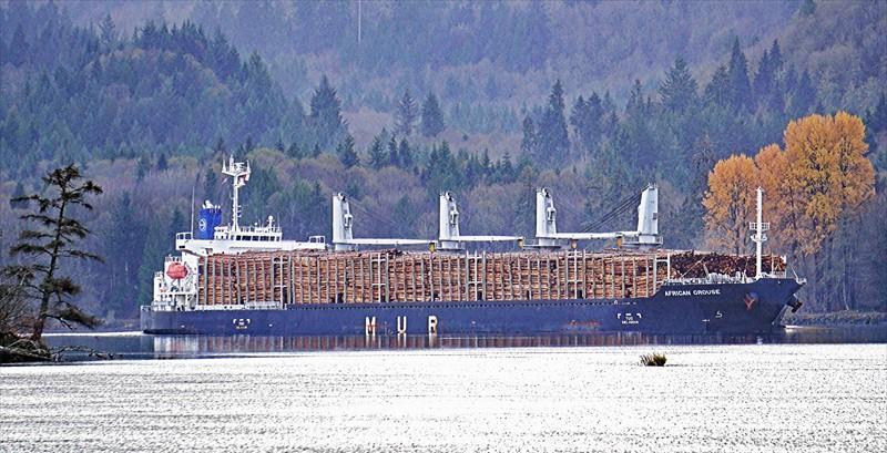 AFRICAN GROUSE - Vesseljoin