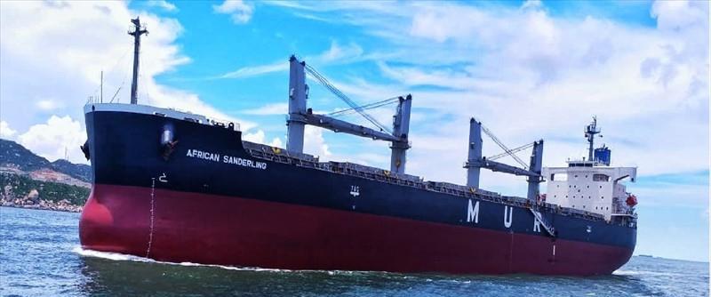 AFRICAN SANDERLING - Vesseljoin