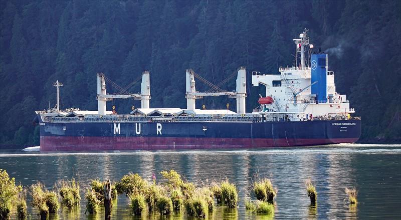 AFRICAN SANDERLING - Vesseljoin