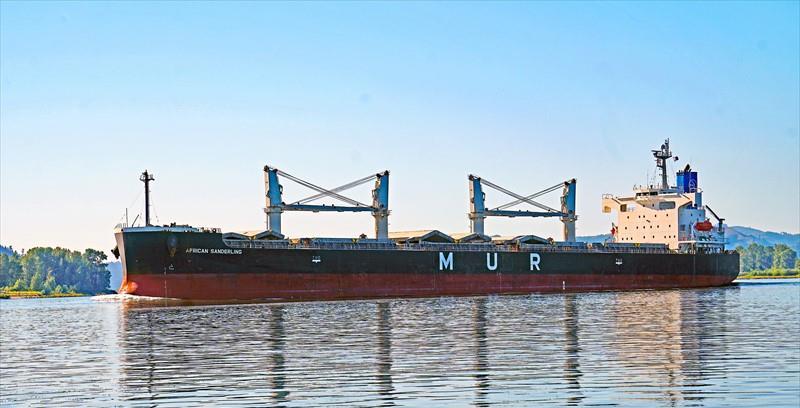 AFRICAN SANDERLING - Vesseljoin