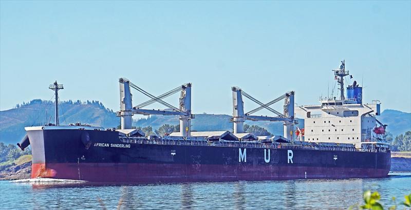 AFRICAN SANDERLING - Vesseljoin