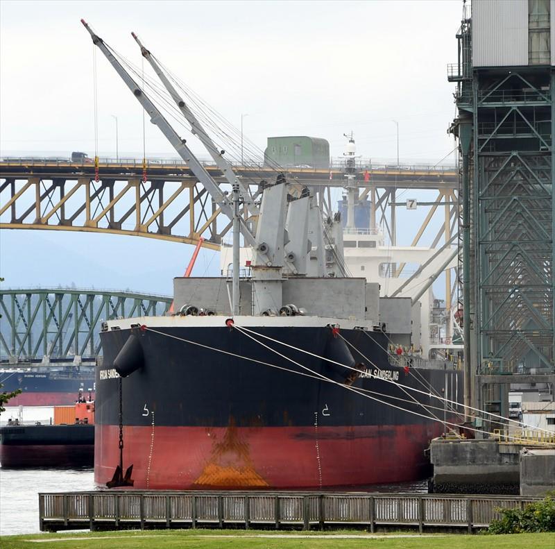 AFRICAN SANDERLING - Vesseljoin