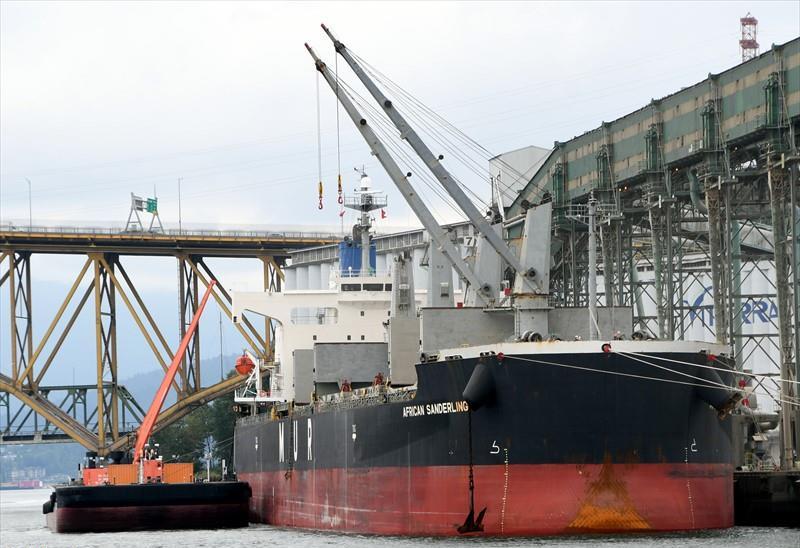 AFRICAN SANDERLING - Vesseljoin
