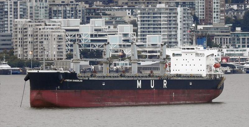 AFRICAN SANDERLING - Vesseljoin