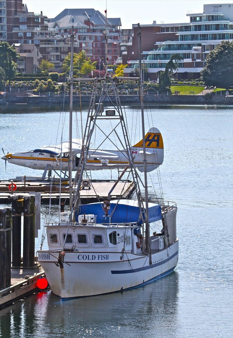 COLD FISH - Vesseljoin