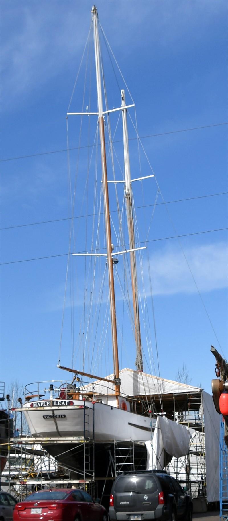 MAPLE LEAF - Vesseljoin