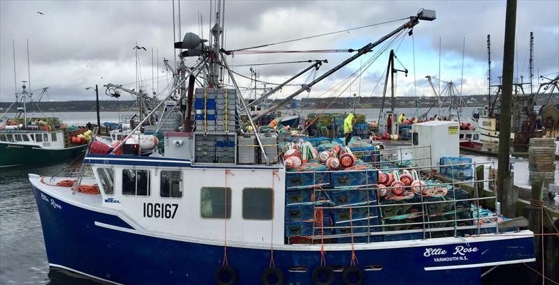 ELLIE ROSE - Vesseljoin