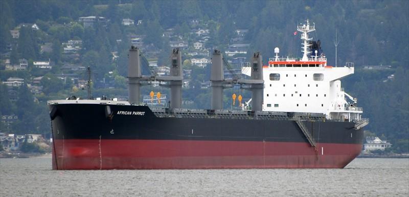 AFRICAN PARROT - Vesseljoin