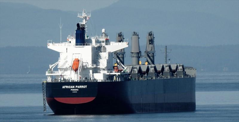 AFRICAN PARROT - Vesseljoin