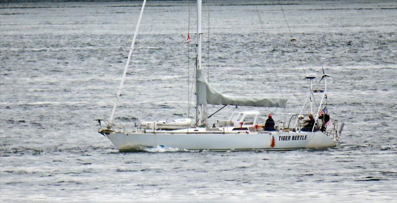 TIGER BEETLE - Vesseljoin