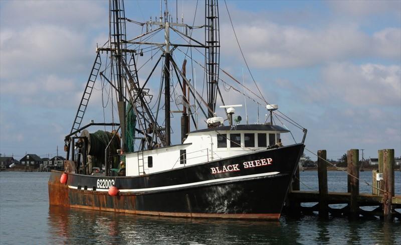 BLACK SHEEP - Vesseljoin