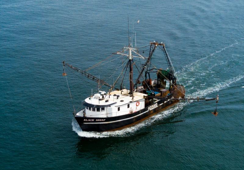 BLACK SHEEP - Vesseljoin