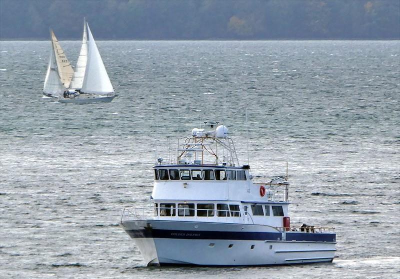 GOLDEN DOLPHIN - Vesseljoin