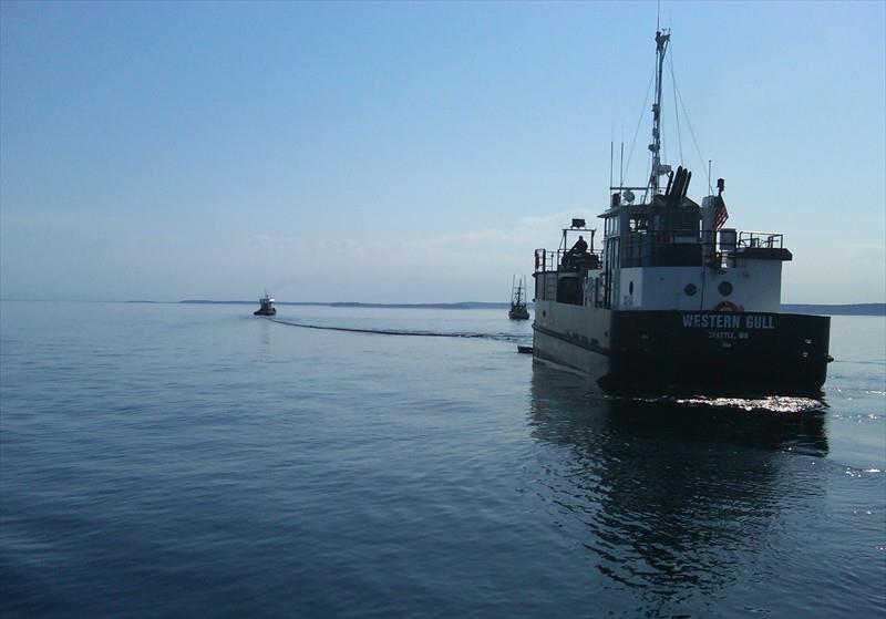 WESTERN GULL - Vesseljoin